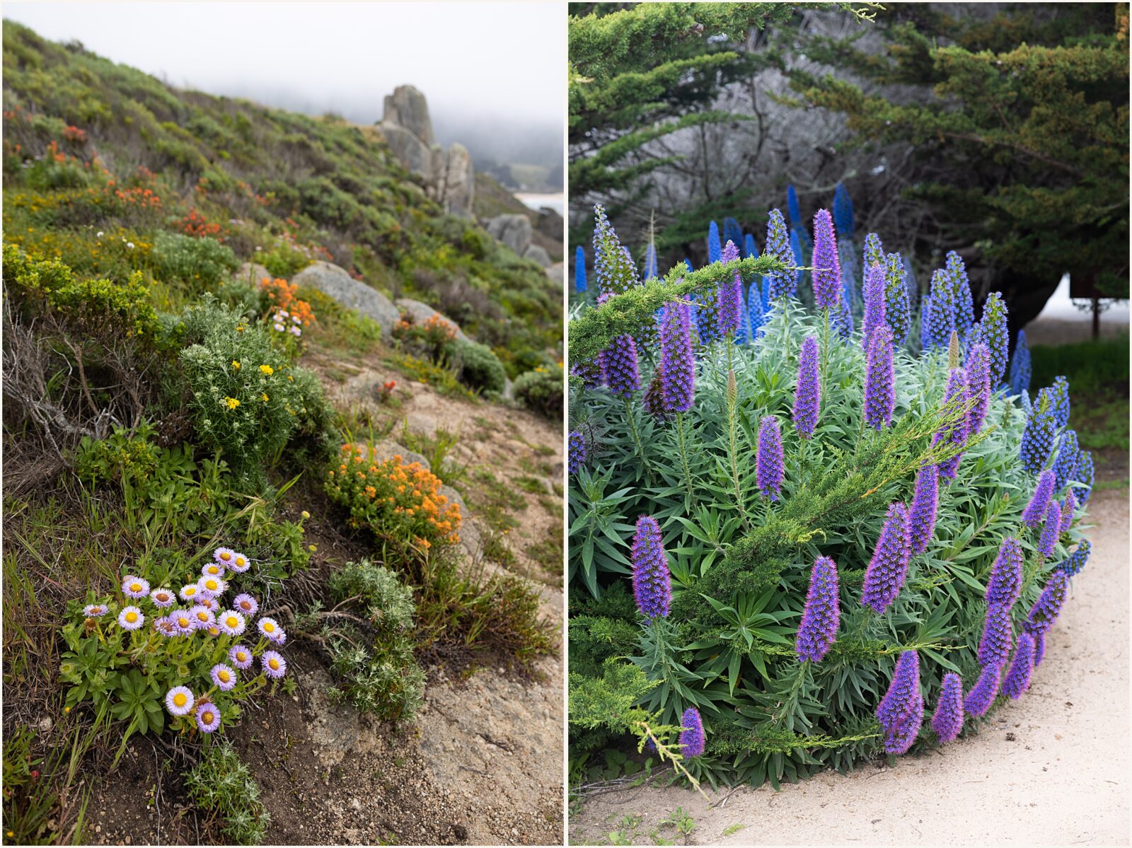 How to have a Carmel-by-the-sea and Monterey Elopement | Jenn Whalen