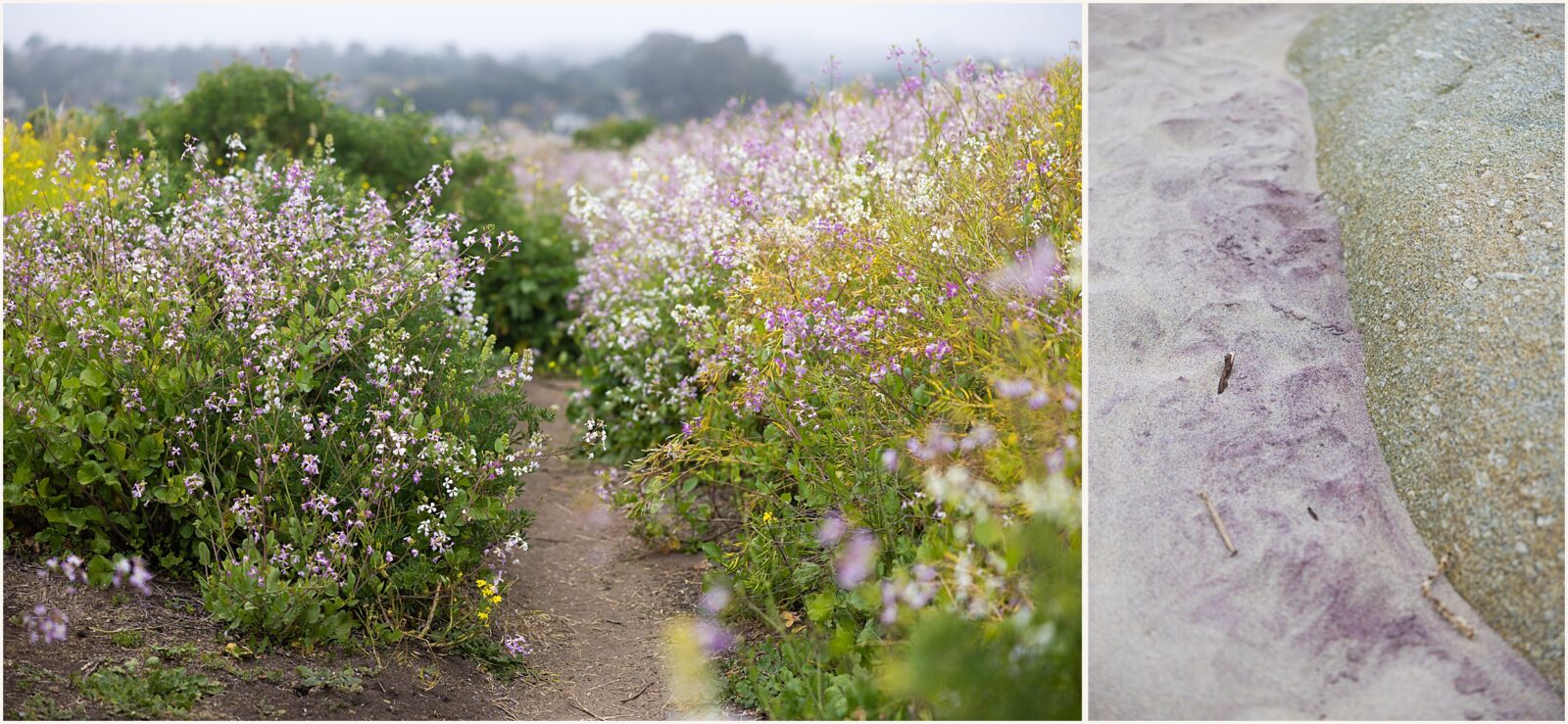 How to have a Carmel-by-the-sea and Monterey Elopement | Jenn Whalen